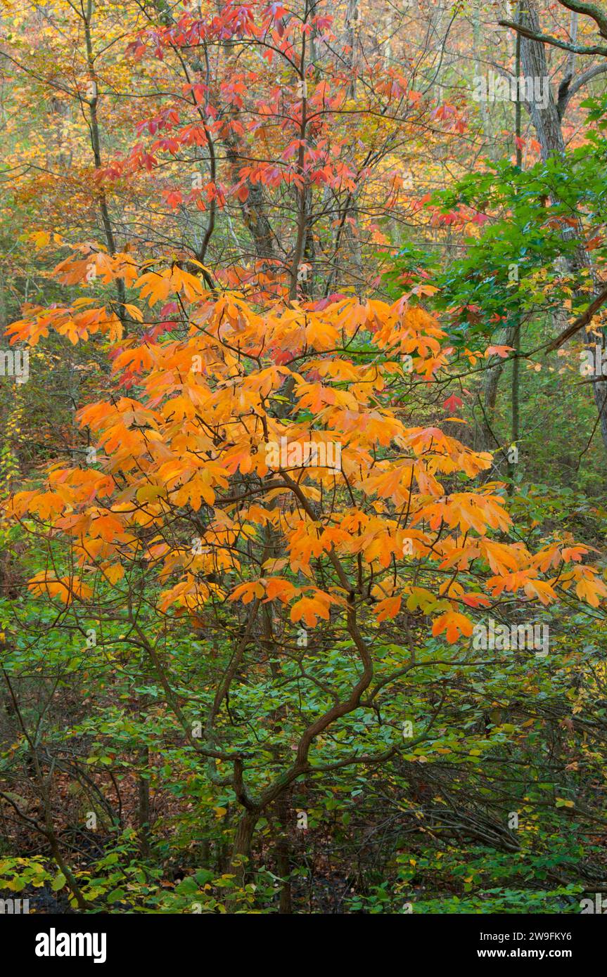 Shade Swamp forest, Shade Swamp Sanctuary, Connecticut Stock Photo - Alamy