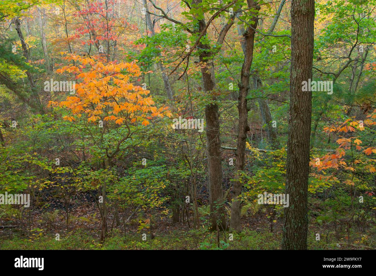 Shade Swamp forest, Shade Swamp Sanctuary, Connecticut Stock Photo - Alamy