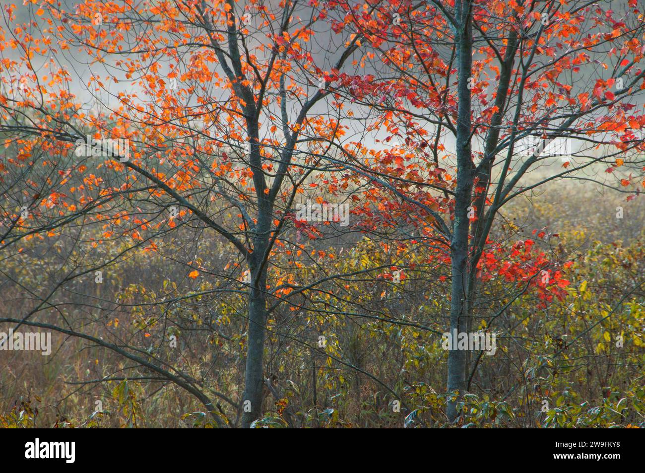 Maple at Shade Swamp, Shade Swamp Sanctuary, Connecticut Stock Photo ...