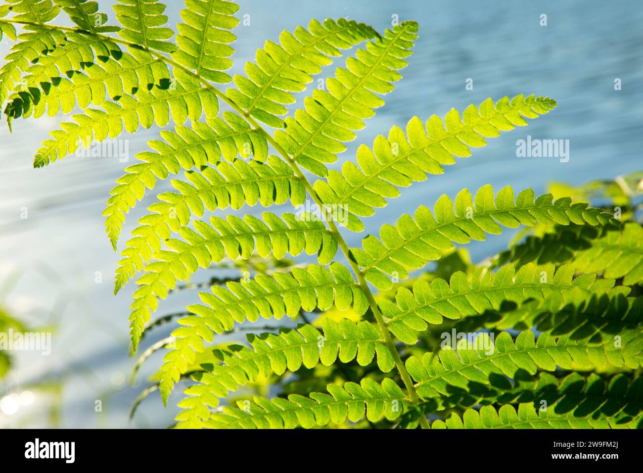 Crescent fern hi-res stock photography and images - Alamy