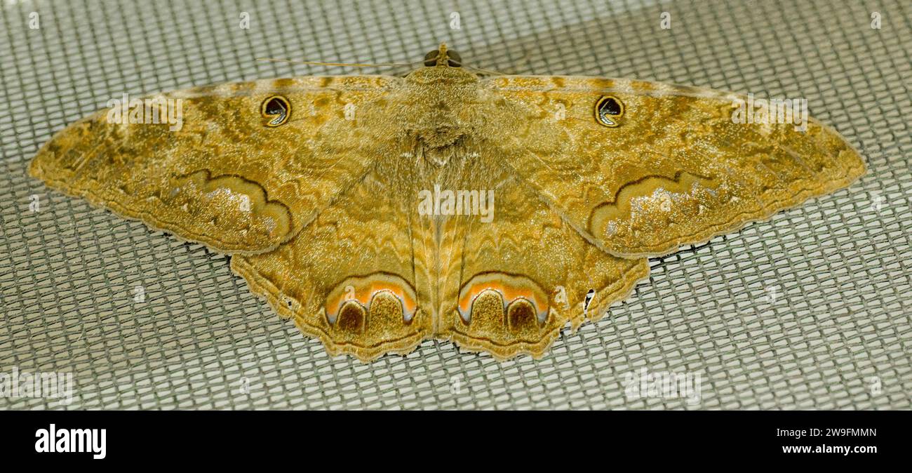 Black witch erebid moth - Ascalapha odorata - large bat shaped, dark ...