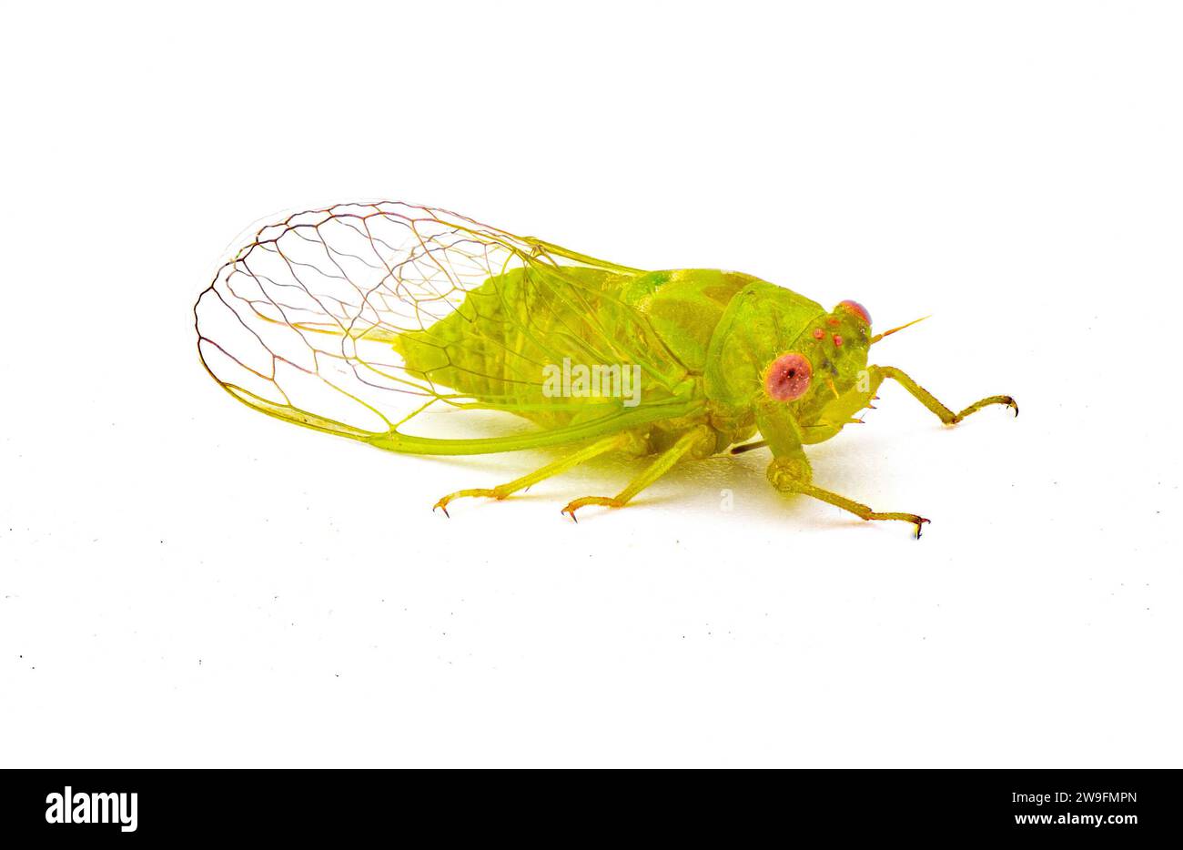 Cicadettana hi-res stock photography and images - Alamy