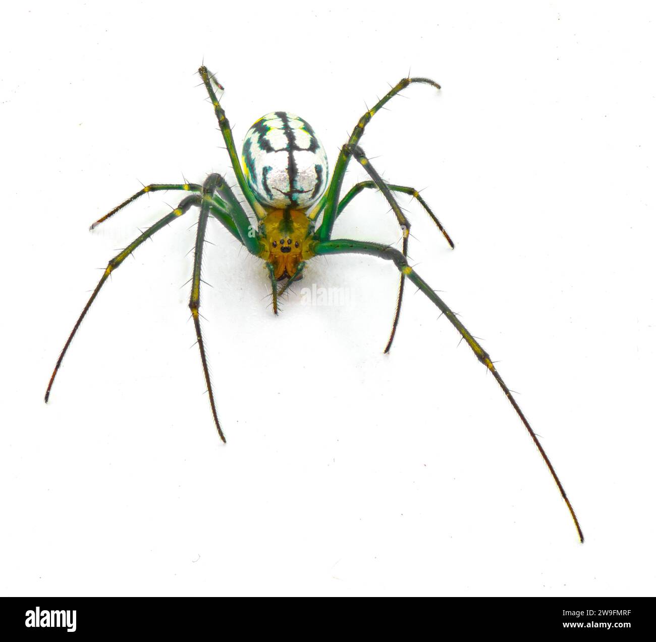 Leucauge argyrobapta or Leucauge mabela - Mabel orchard orb weaver - is ...