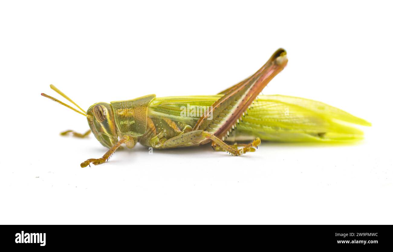 Young American bird grasshopper - Schistocerca Americana - fresh molt ...