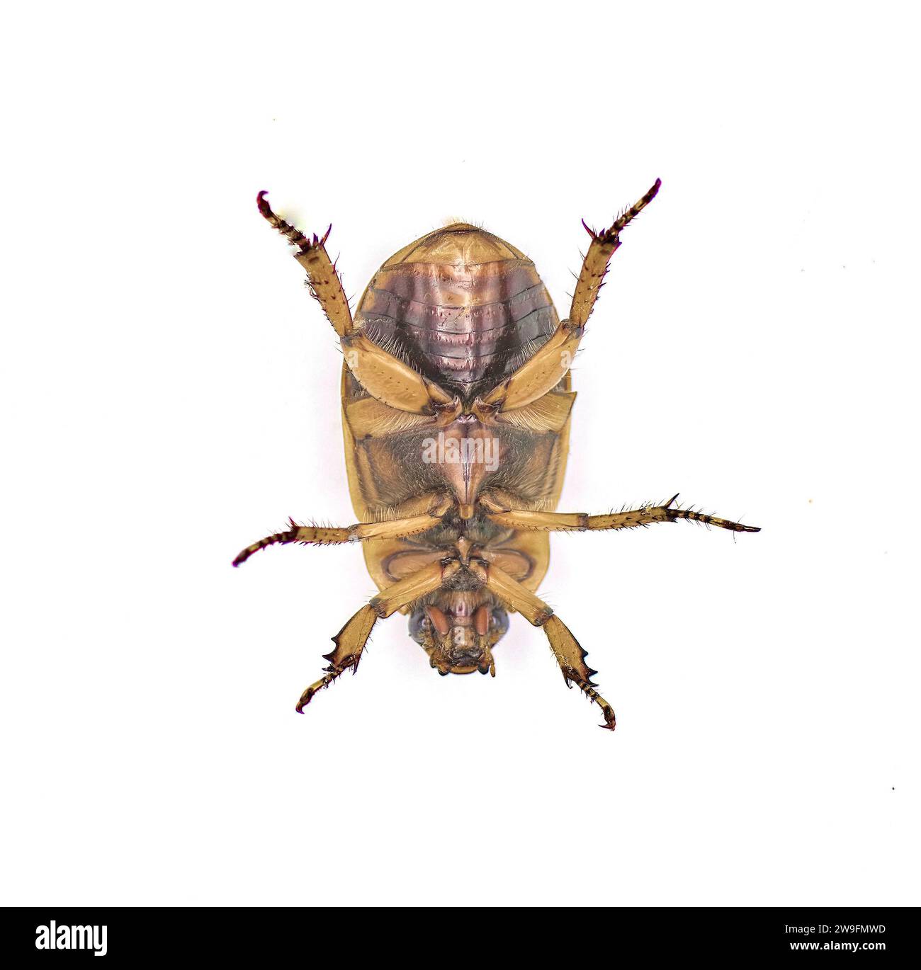 Pelidnota punctata - the grapevine beetle, spotted June beetle or ...