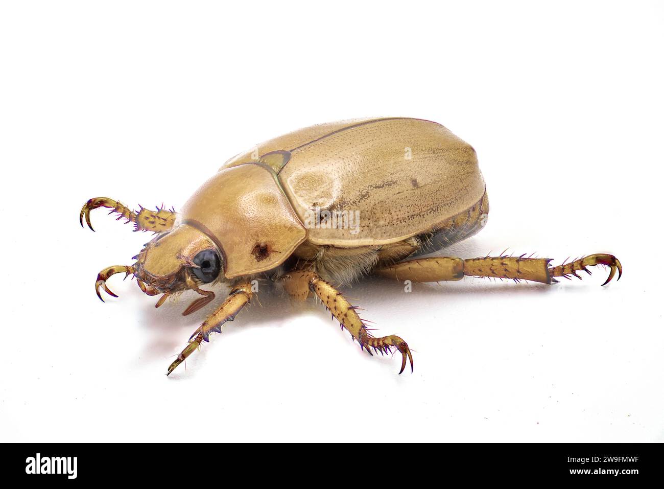 Pelidnota punctata - the grapevine beetle, spotted June beetle or ...
