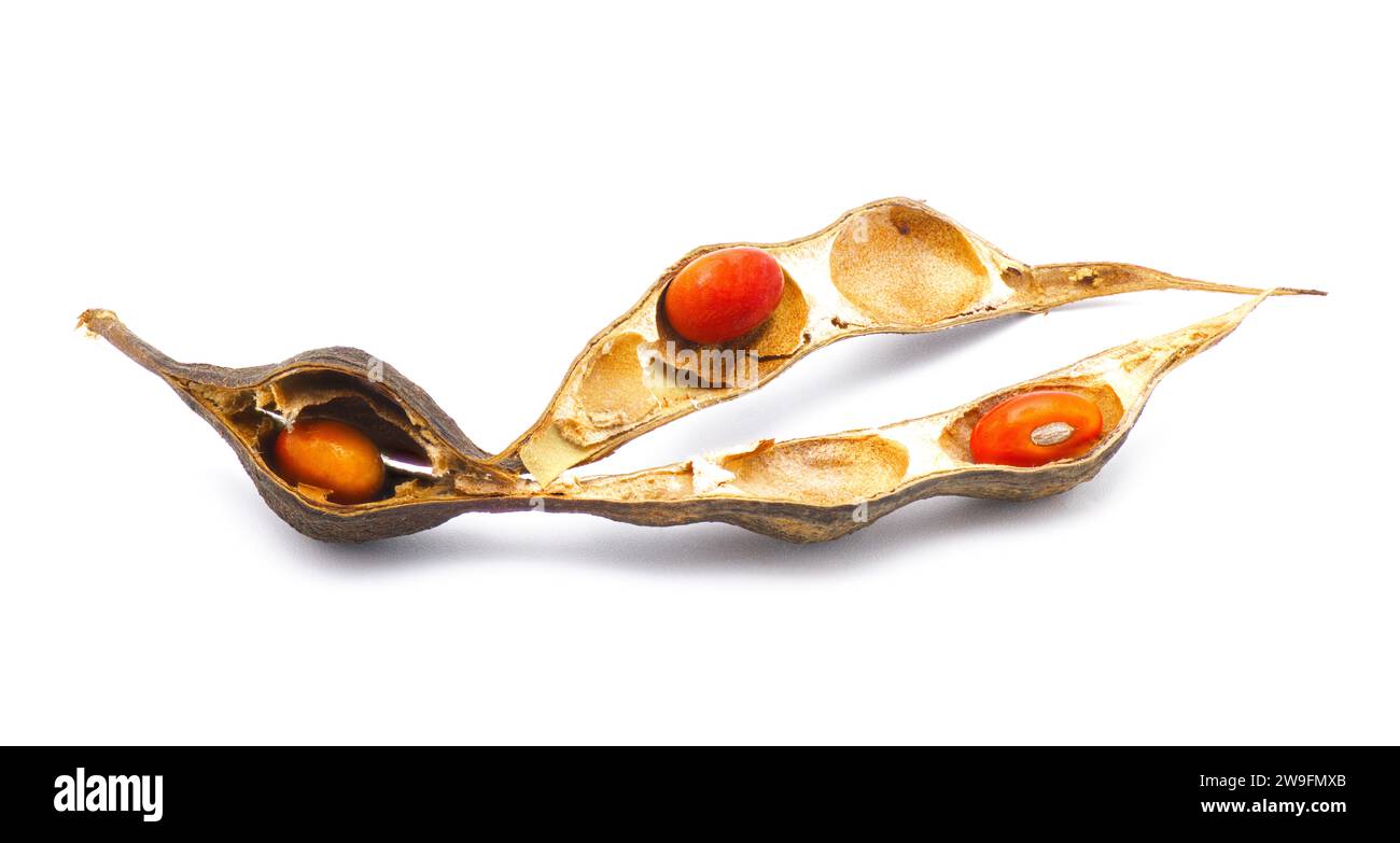 Coral bean - Erythrina herbacea - brown Seed pod cracked open to show ...