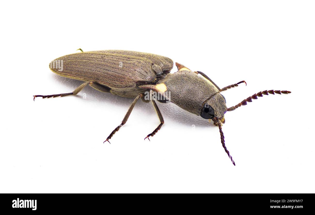 Deilelater atlanticus - a small uncommon rare glowing bioluminescent ...