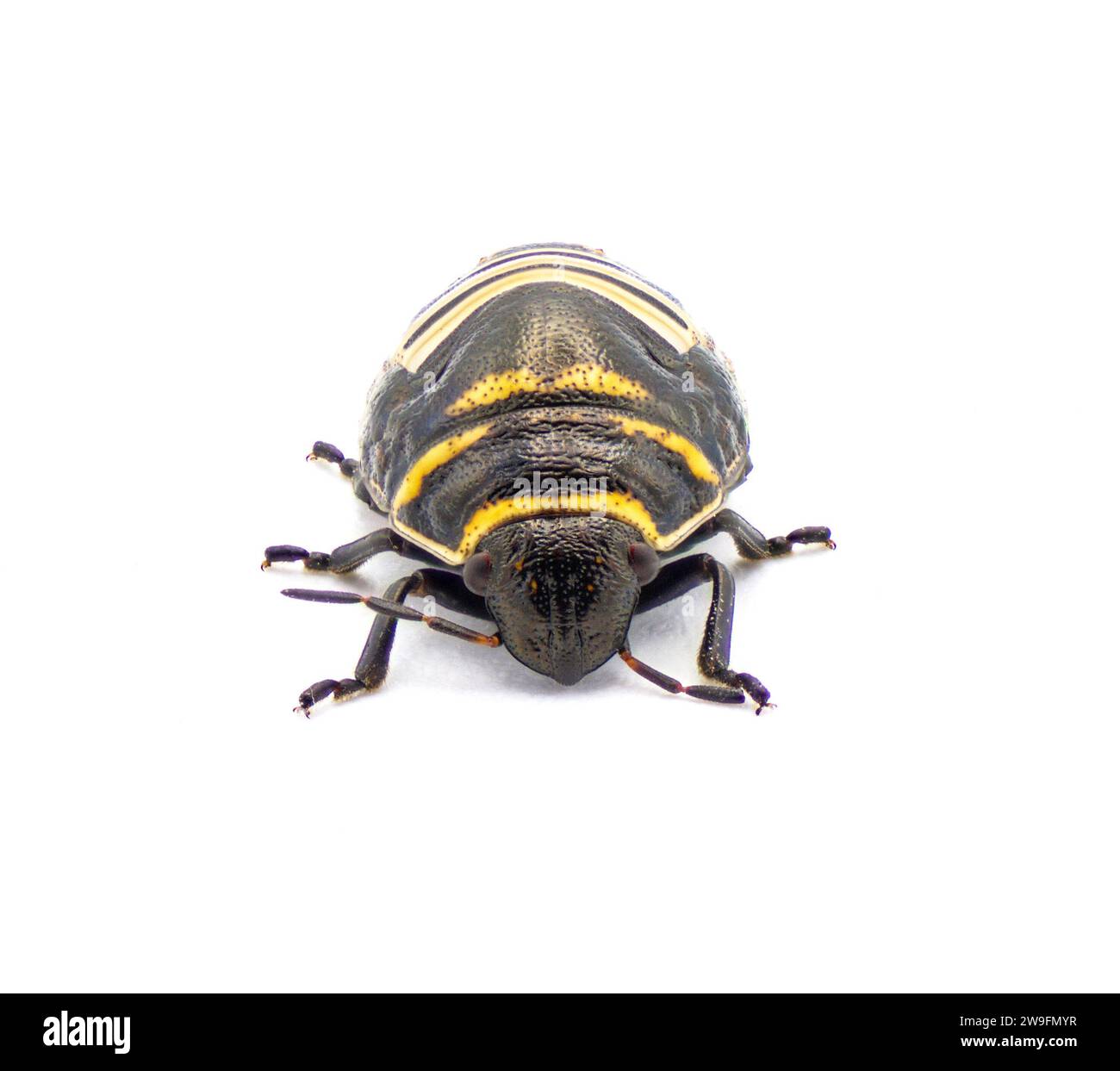 Jewel bug - orange yellow and black shield back or backed beetle ...