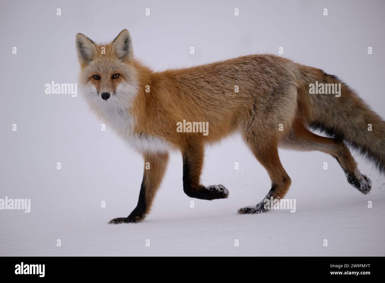 Red Fox Crossing Snow Stock Photo - Alamy