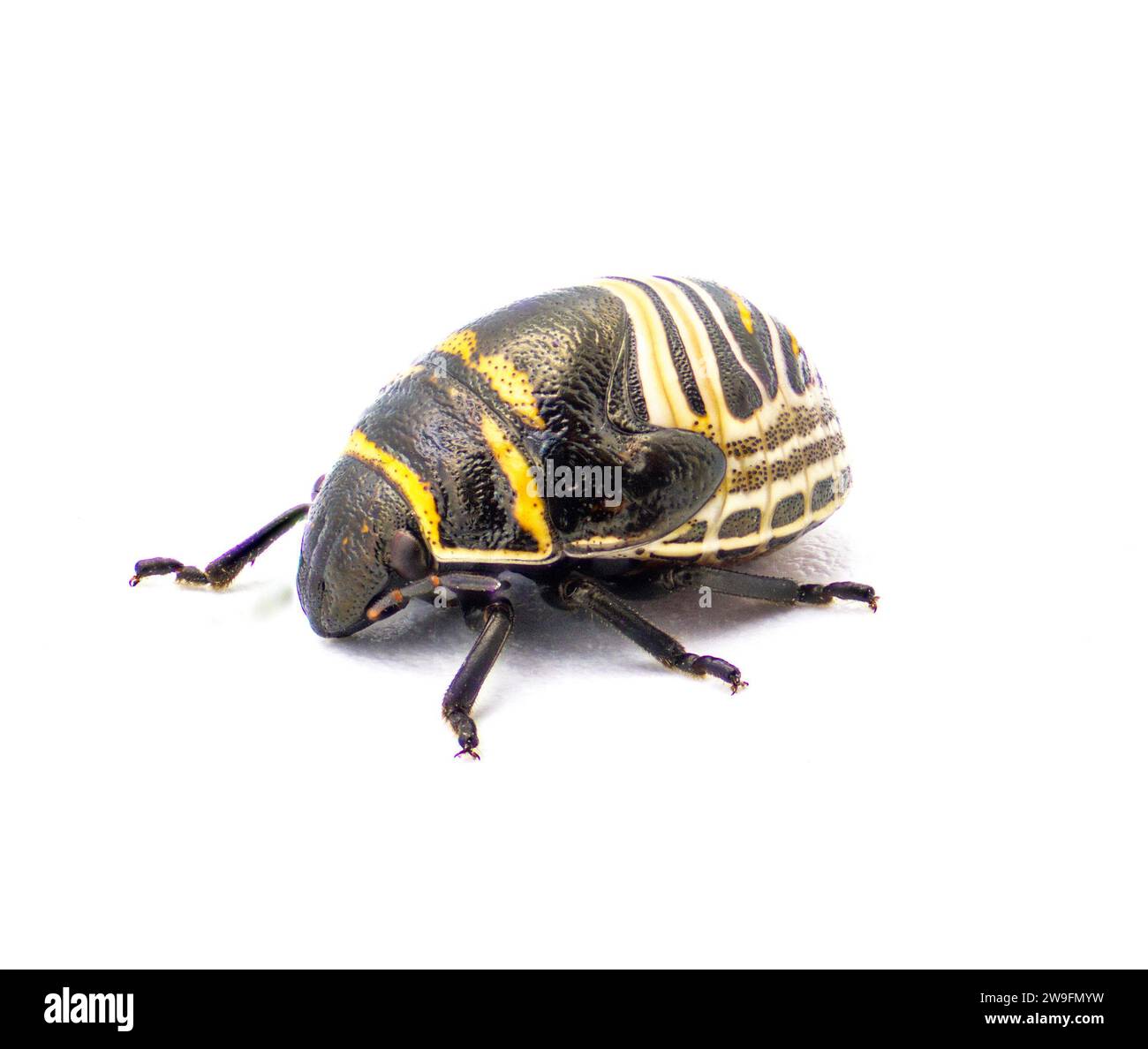 Jewel bug - orange yellow and black shield back or backed beetle ...