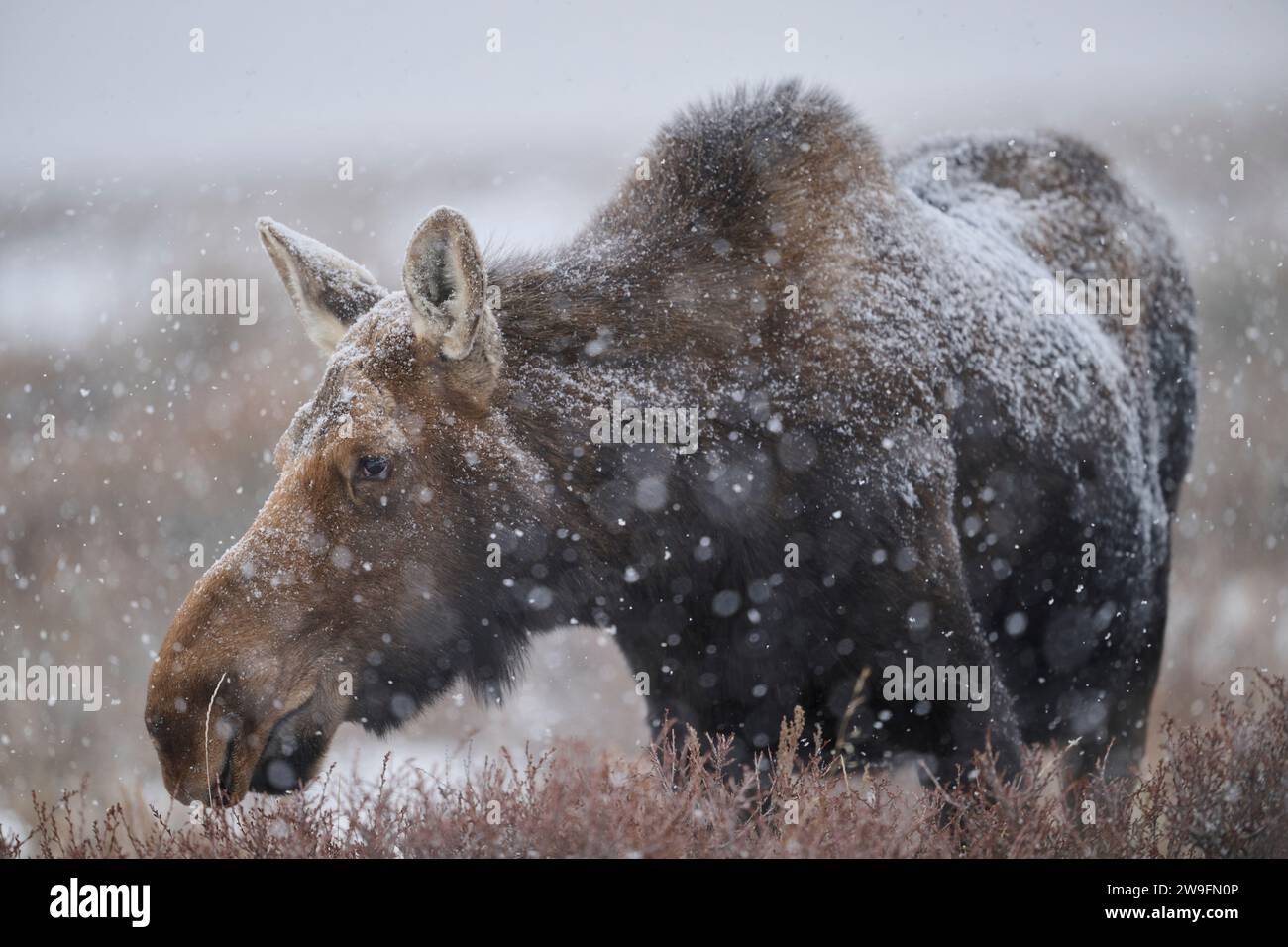 Female moose in grand hi-res stock photography and images - Alamy