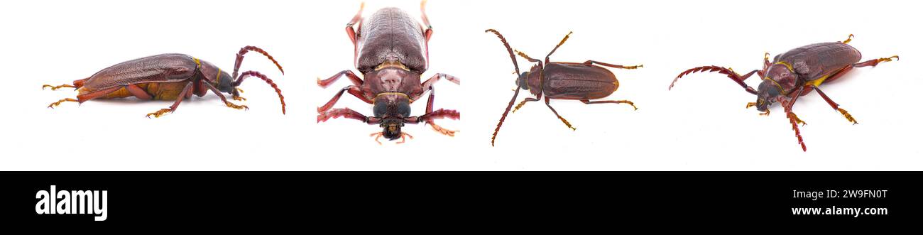 Prionus pocularis - tooth necked longhorn beetle - isolated on white ...