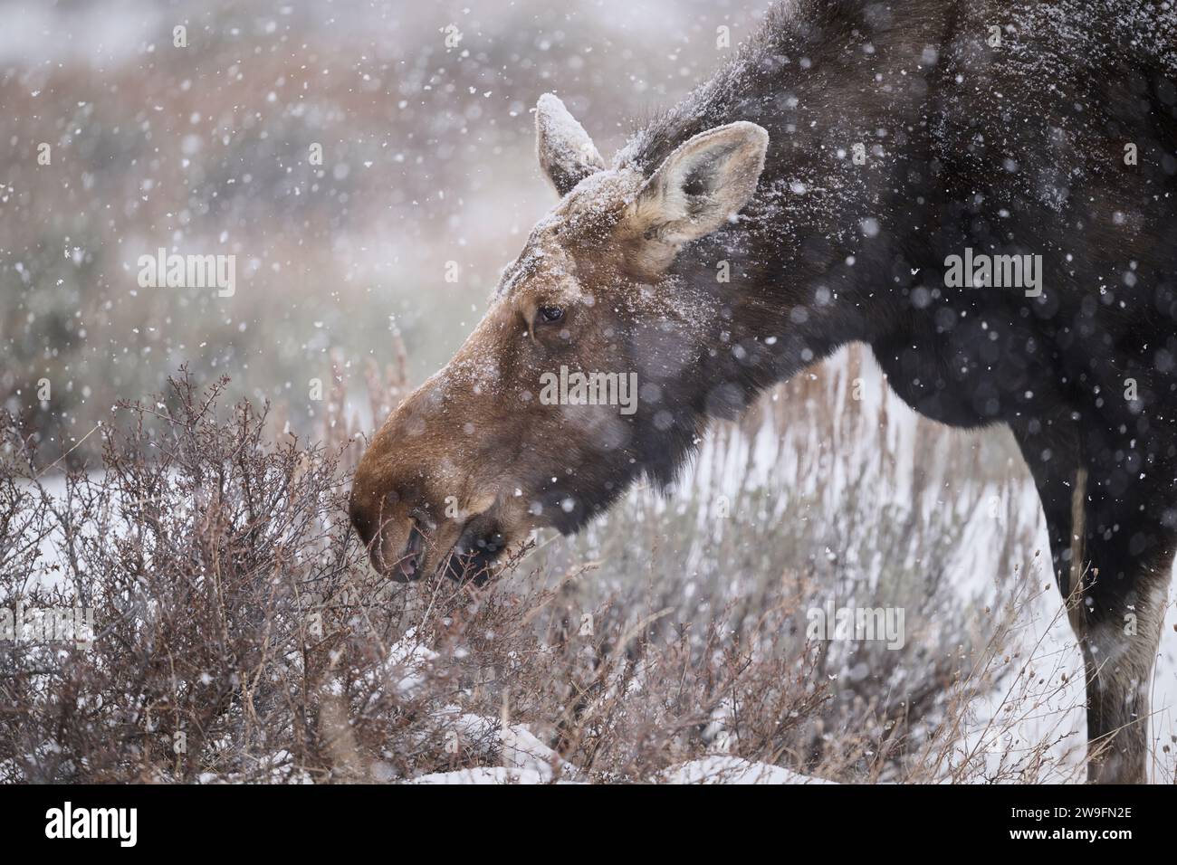 Female moose in grand hi-res stock photography and images - Alamy