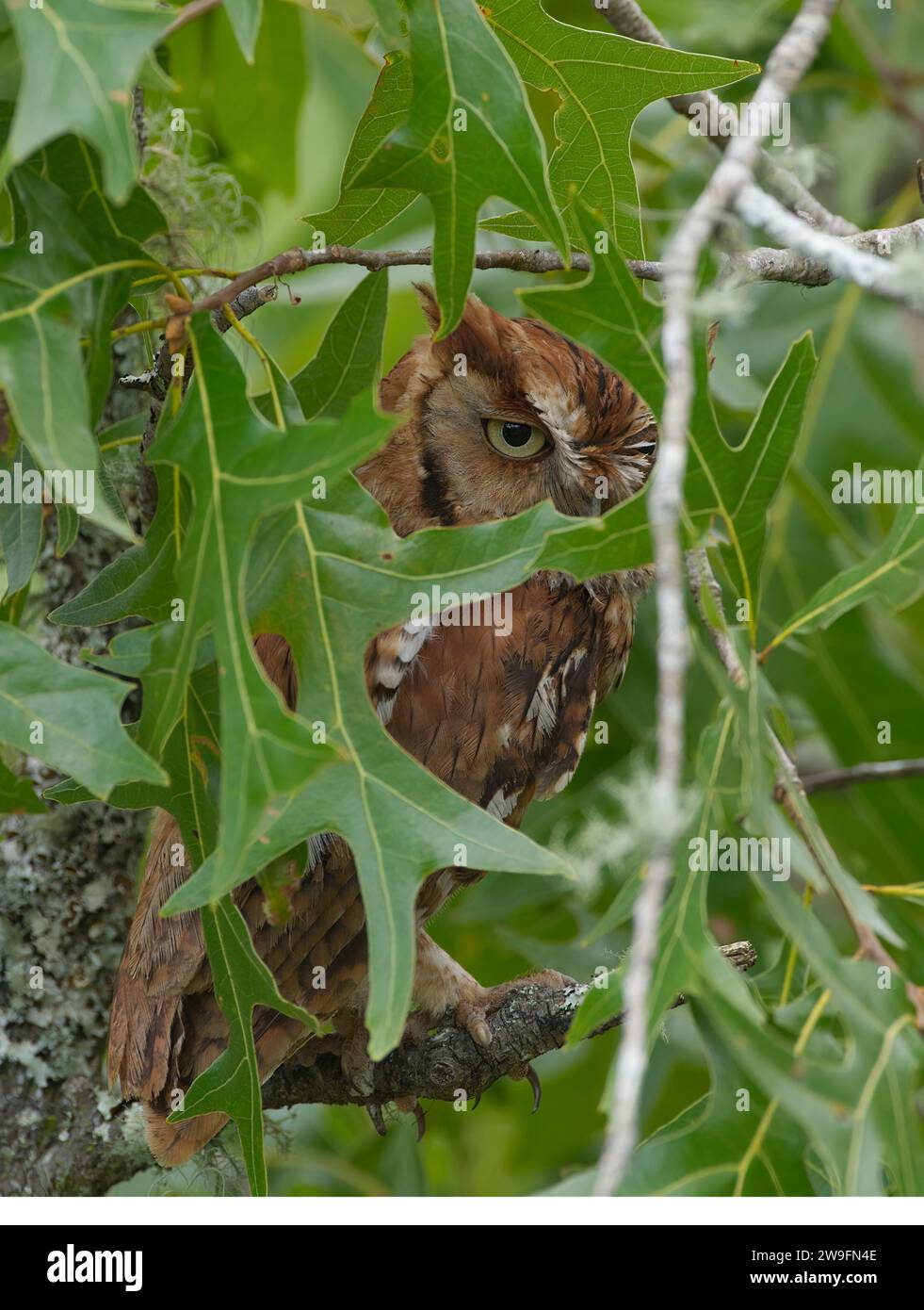 Red eastern screech owl hi-res stock photography and images - Alamy