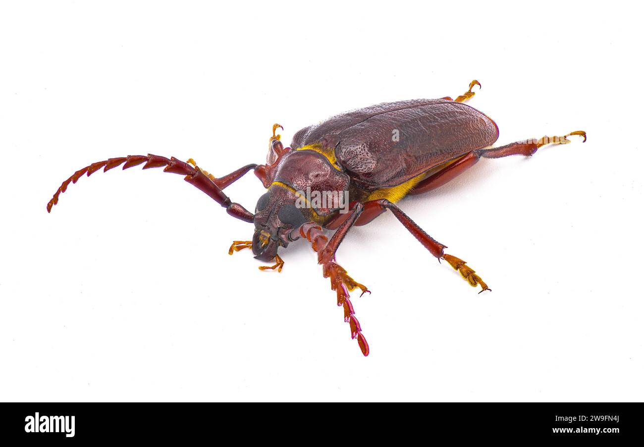 Prionus pocularis - tooth necked longhorn beetle - isolated on white ...