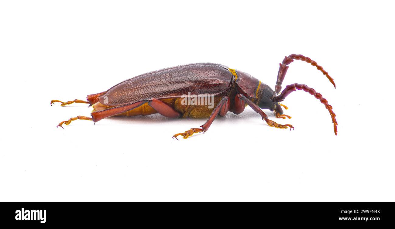 Prionus pocularis - tooth necked longhorn beetle - isolated on white ...