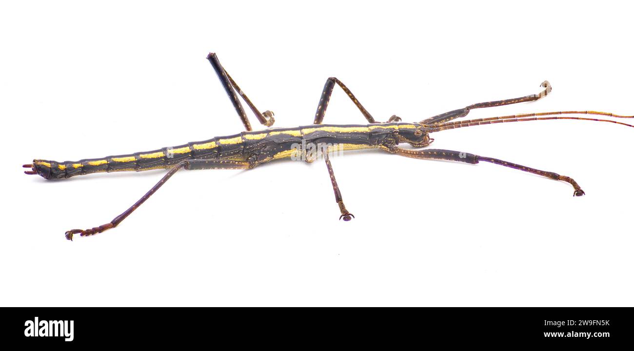 Large southern two striped walking stick - Anisomorpha buprestoides ...