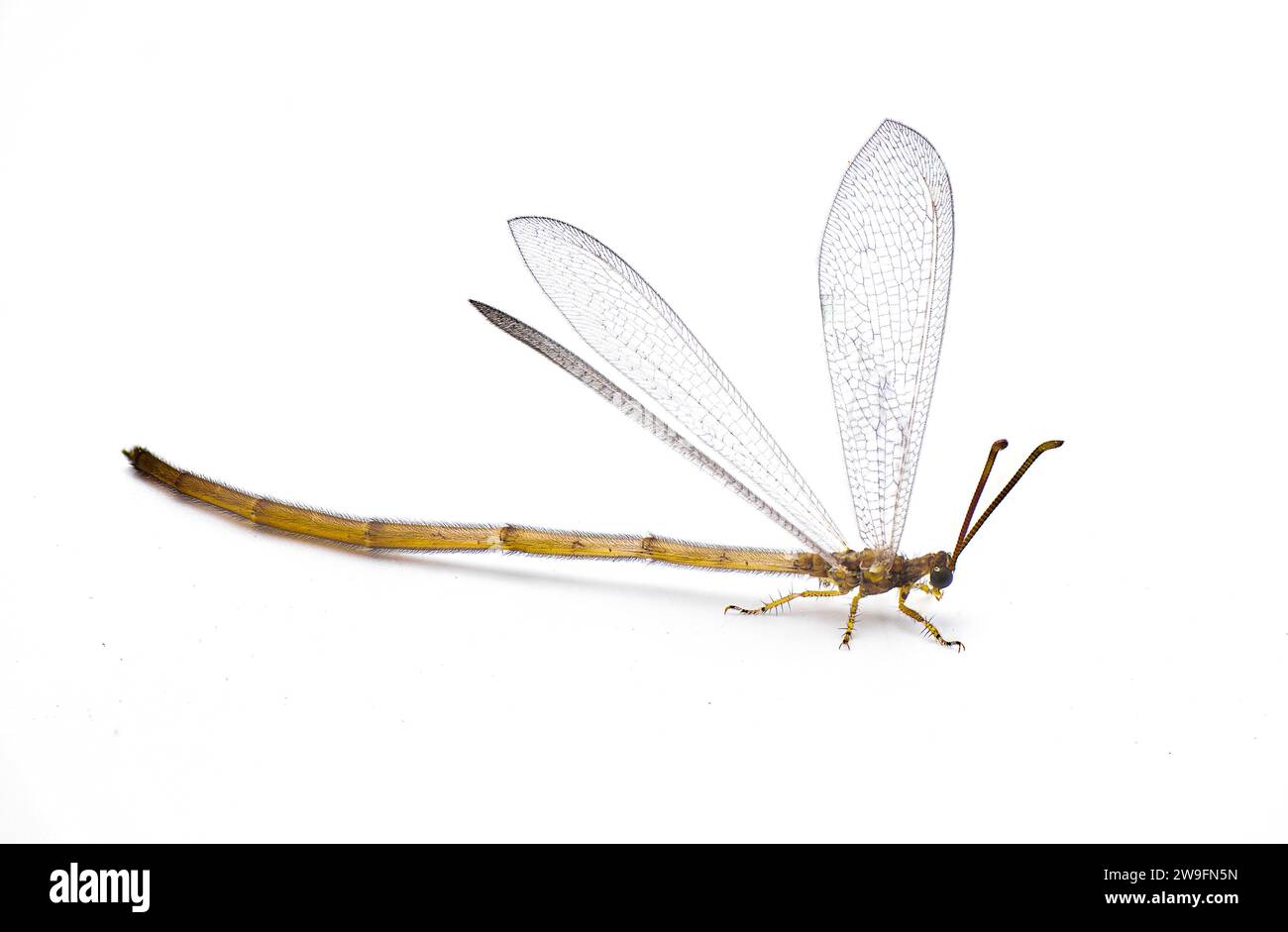 adult ant lion - myrmeleon immaculatus - preparing for flight with ...