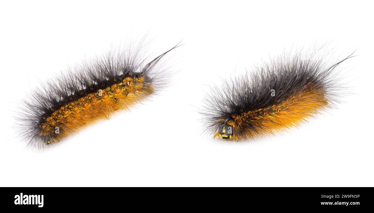 salt marsh moth or acrea moth caterpillar - Estigmene acrea - isolated ...