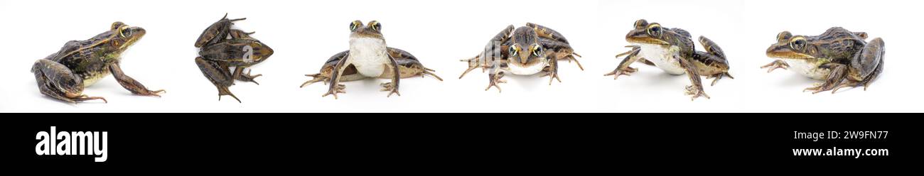 Southern leopard frog - Lithobates sphenocephalus or Rana sphenocephala ...