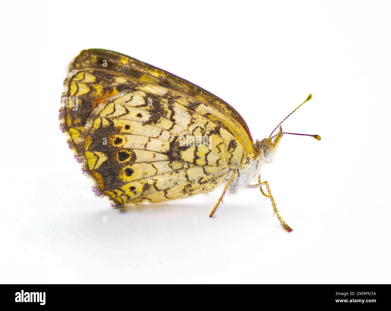 Phaon Cut Out Stock Images & Pictures - Alamy