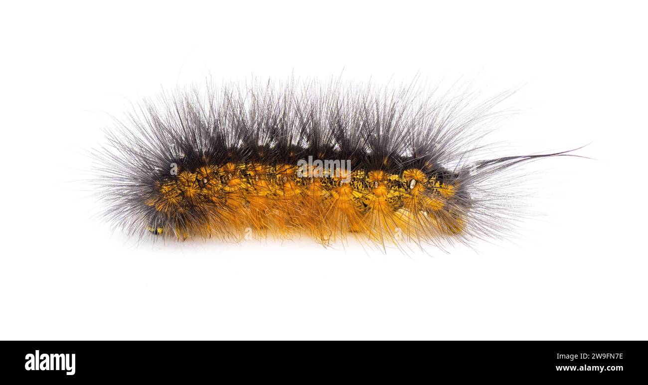 salt marsh moth or acrea moth caterpillar - Estigmene acrea - isolated ...