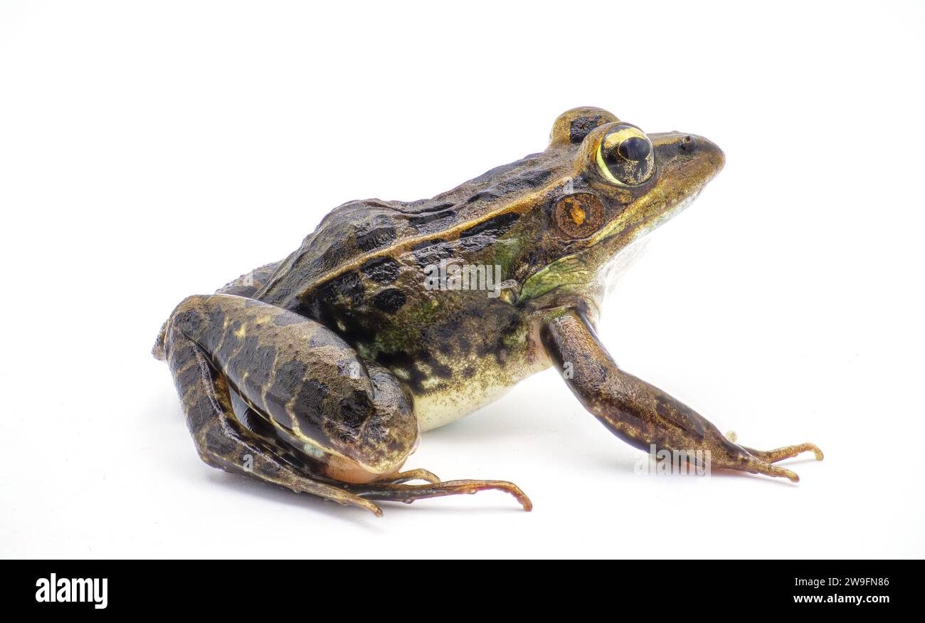 Southern leopard frog - Lithobates sphenocephalus or Rana sphenocephala ...