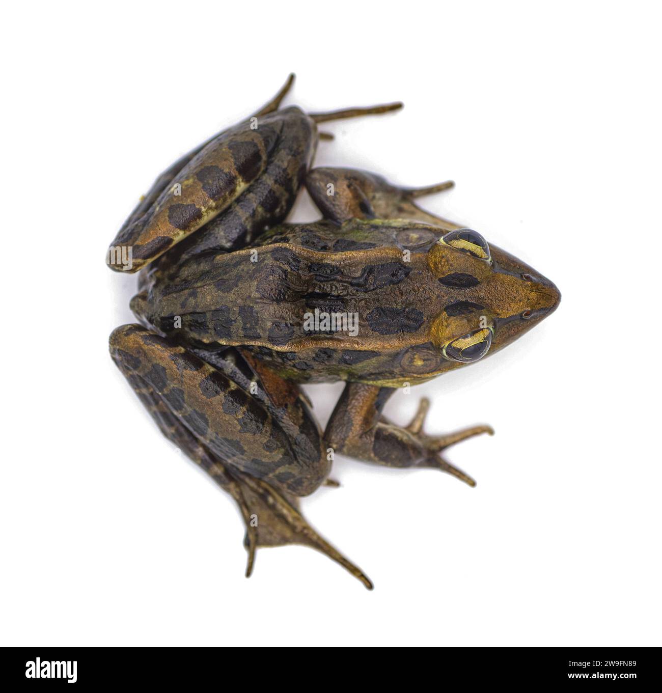 Southern leopard frog - Lithobates sphenocephalus or Rana sphenocephala ...