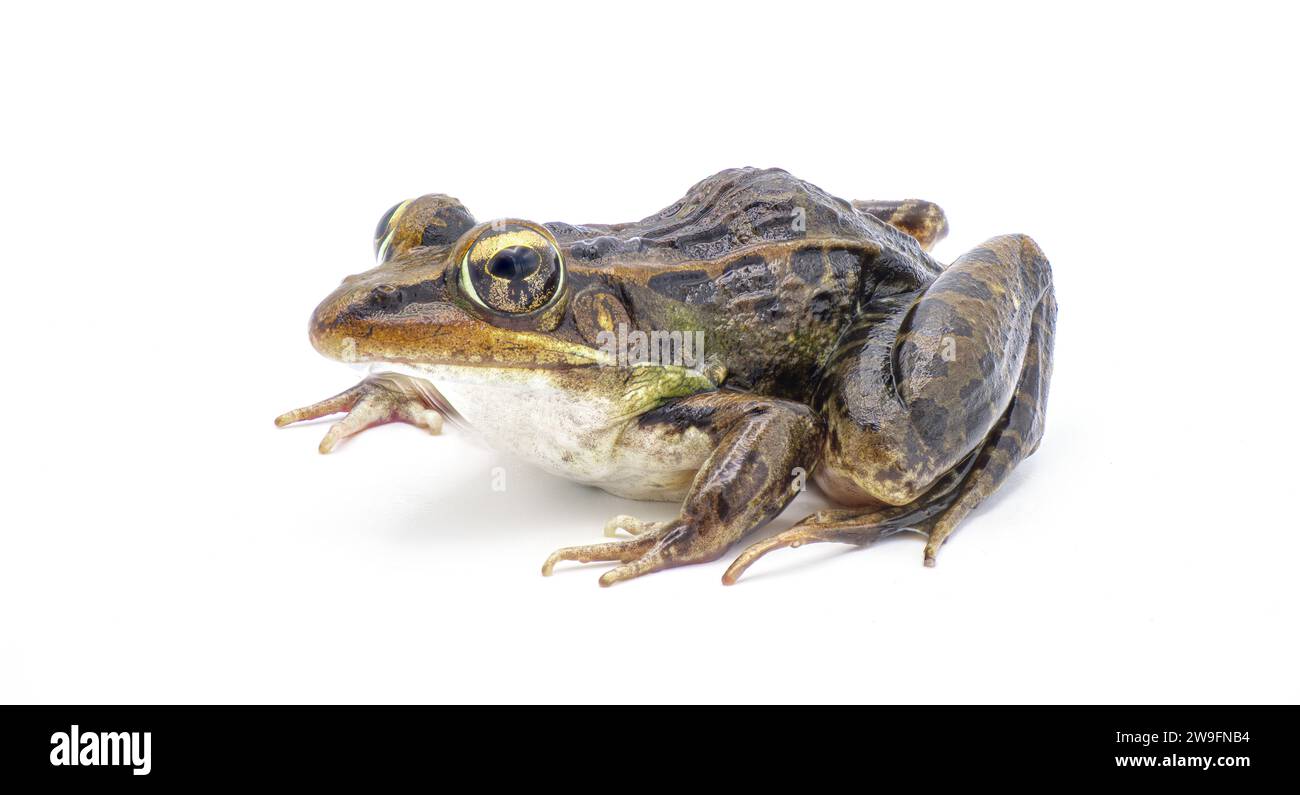 Southern leopard frog - Lithobates sphenocephalus or Rana sphenocephala ...