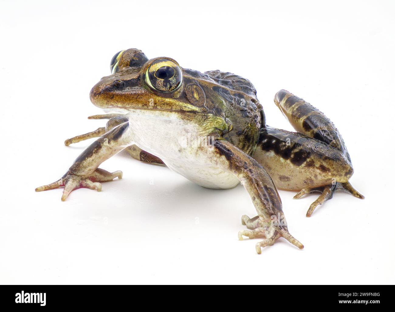 Southern leopard frog - Lithobates sphenocephalus or Rana sphenocephala ...