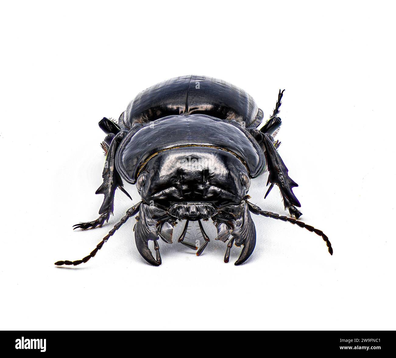 Moderately sulcate warrior beetle - Pasimachus subsulcatus - a species ...