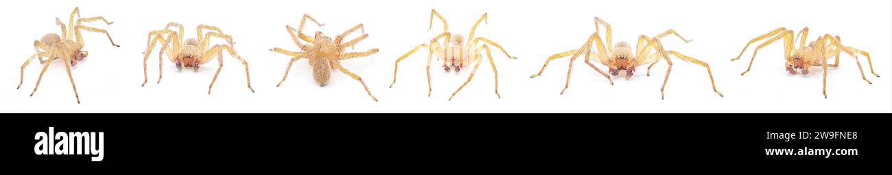 Cuban huntsman spider- Decaphora cubana - a small spider in the family ...