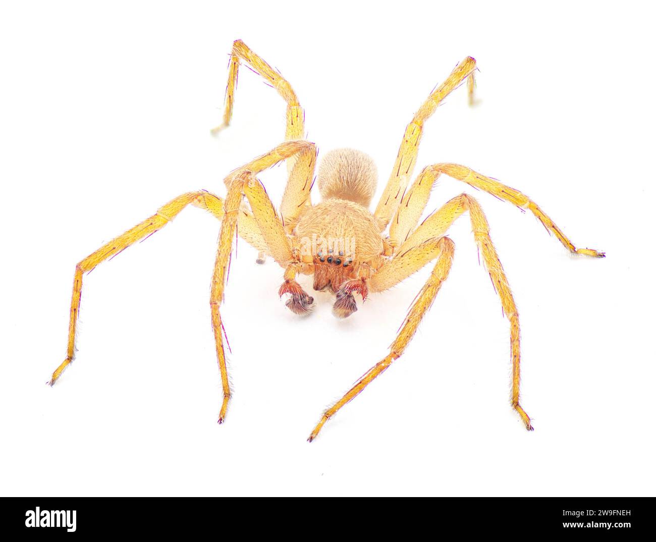 Cuban huntsman spider- Decaphora cubana - a small spider in the family ...