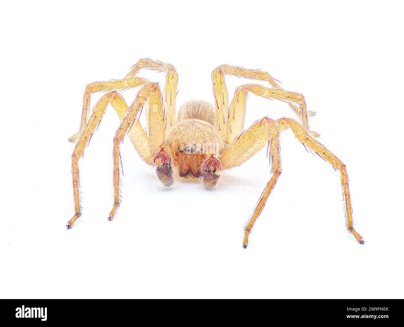 Cuban huntsman spider- Decaphora cubana - a small spider in the family ...