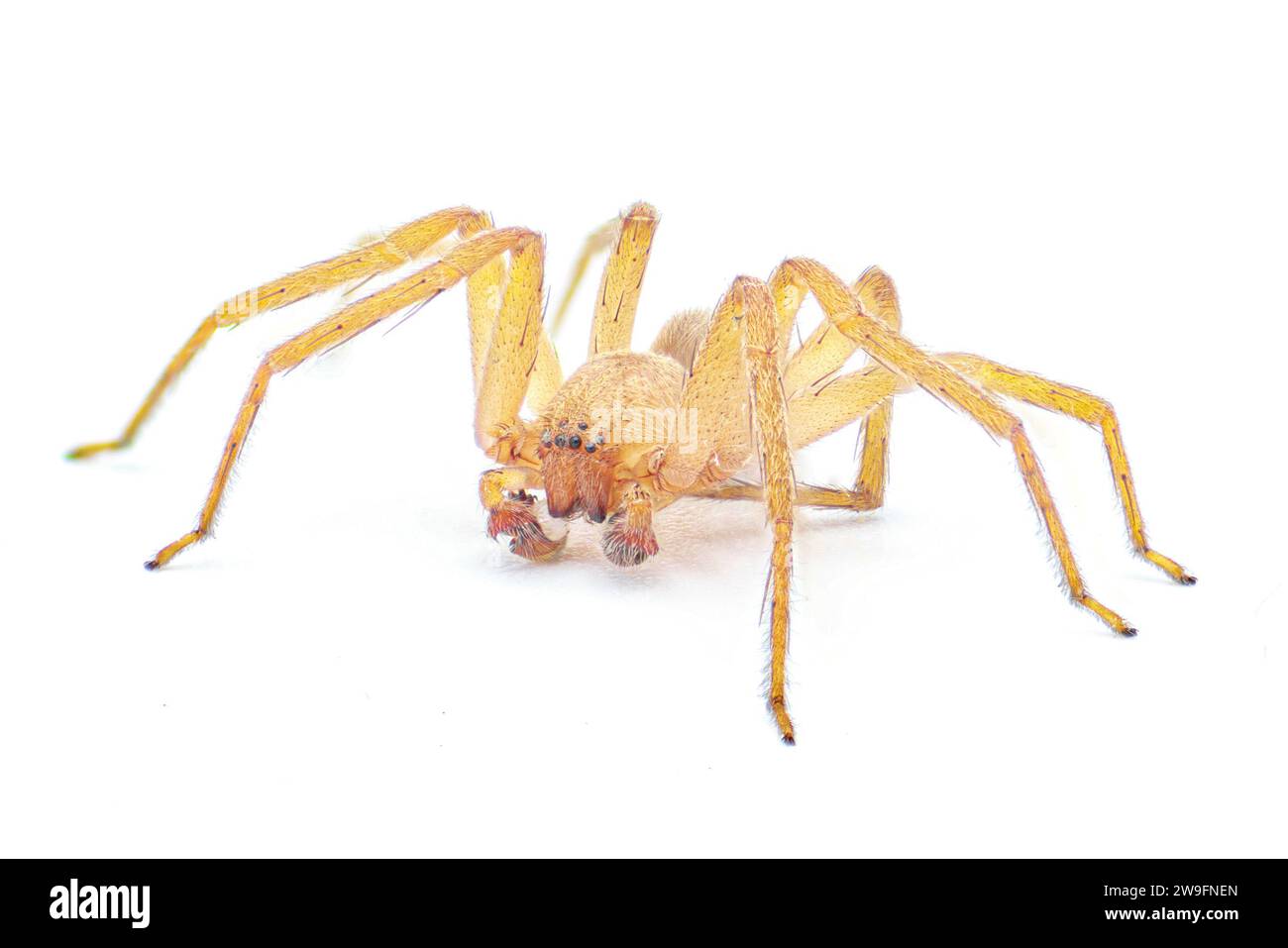 Cuban huntsman spider- Decaphora cubana - a small spider in the family ...