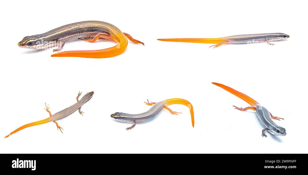 peninsula mole skink lizard - Plestiodon egregius onocrepis - isolated ...