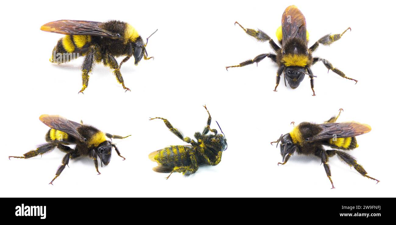 Wild American bumblebee - Bombus pensylvanicus - lightly dusted with ...