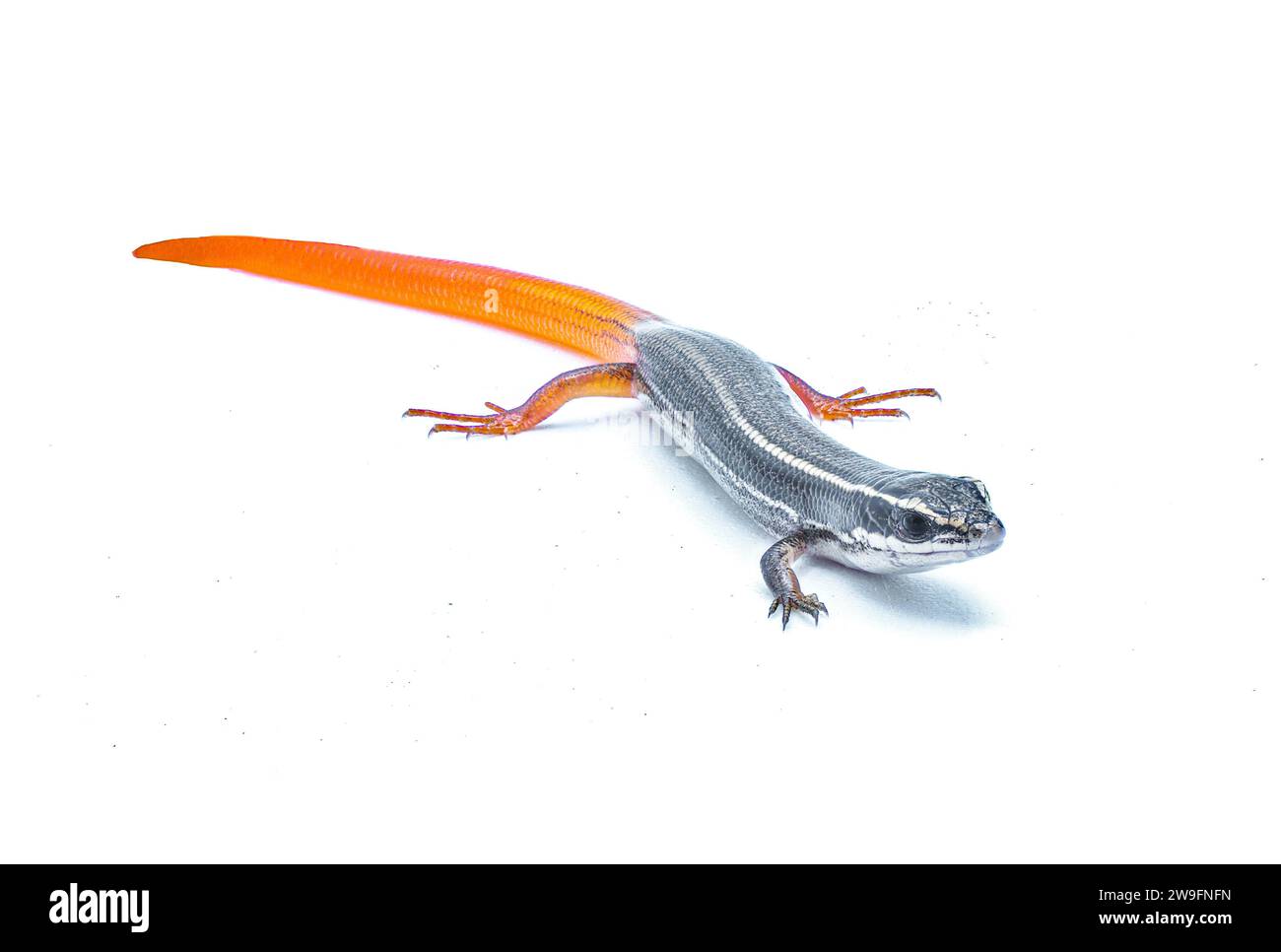 peninsula mole skink lizard - Plestiodon egregius onocrepis - front ...