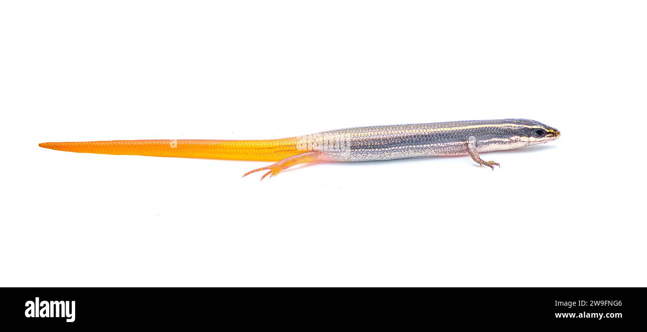 peninsula mole skink lizard - Plestiodon egregius onocrepis - side ...