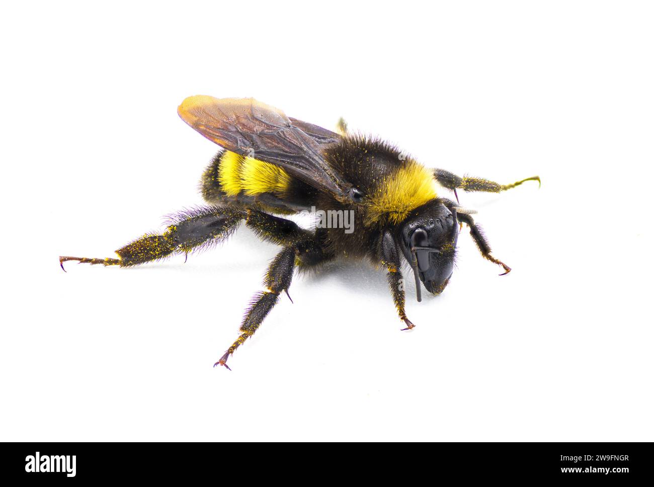 Wild American bumblebee - Bombus pensylvanicus - lightly dusted with ...