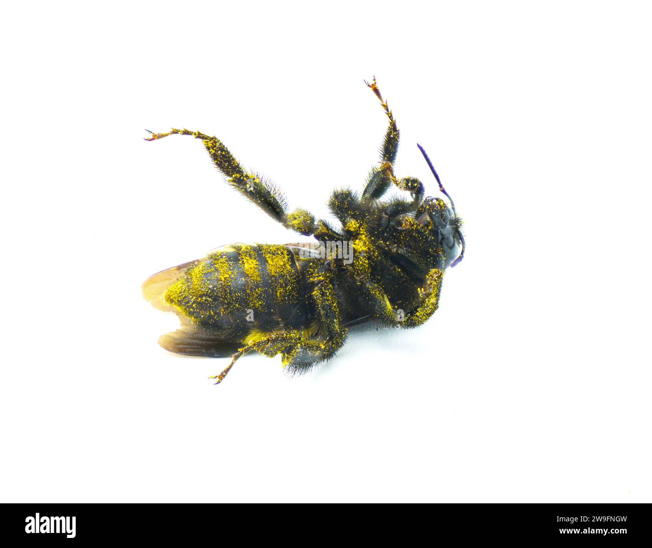 Wild American bumblebee - Bombus pensylvanicus - lightly dusted with ...