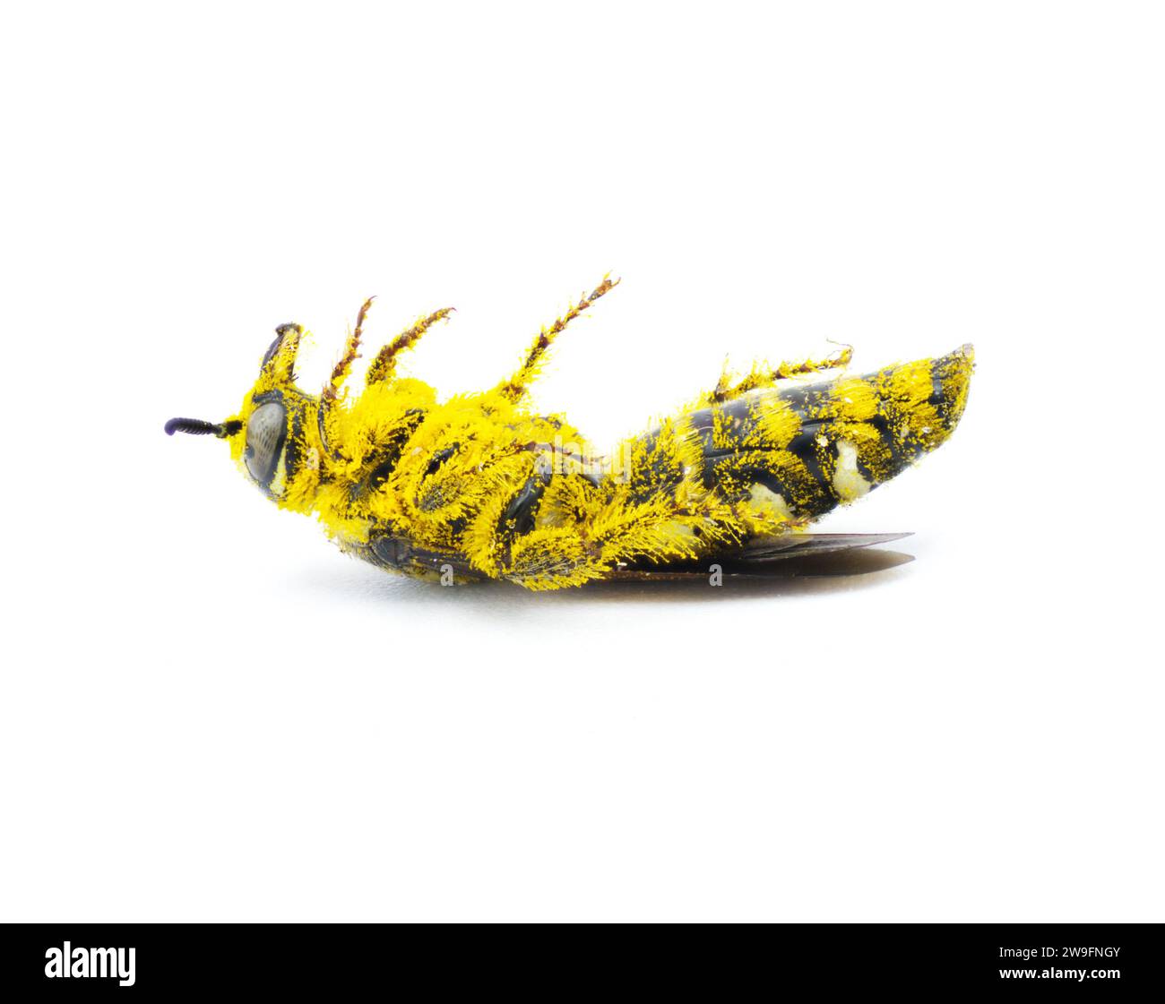 macro studio stock photo of dead wasp on back with yellow pollen all ...
