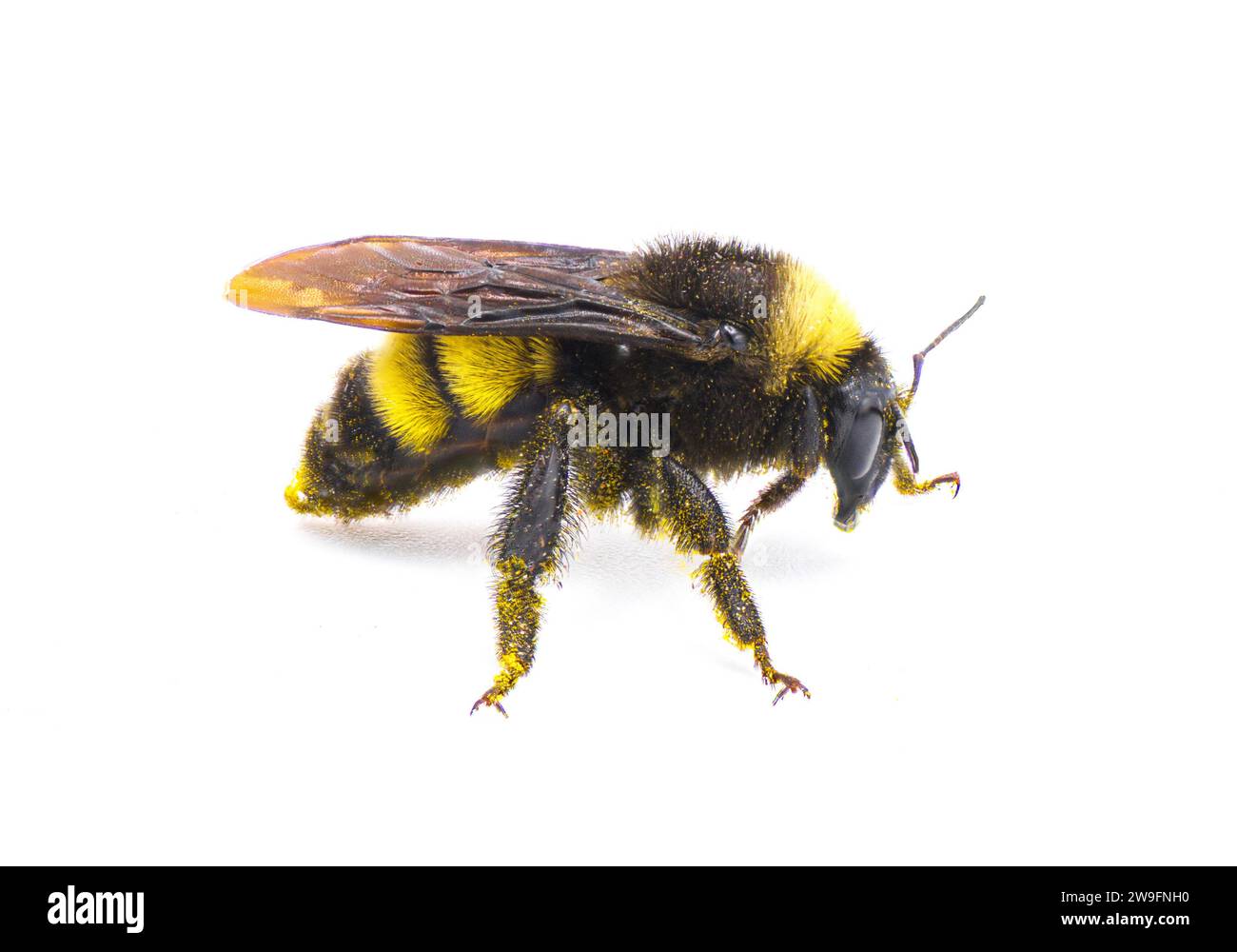 Wild American bumblebee - Bombus pensylvanicus - lightly dusted with ...