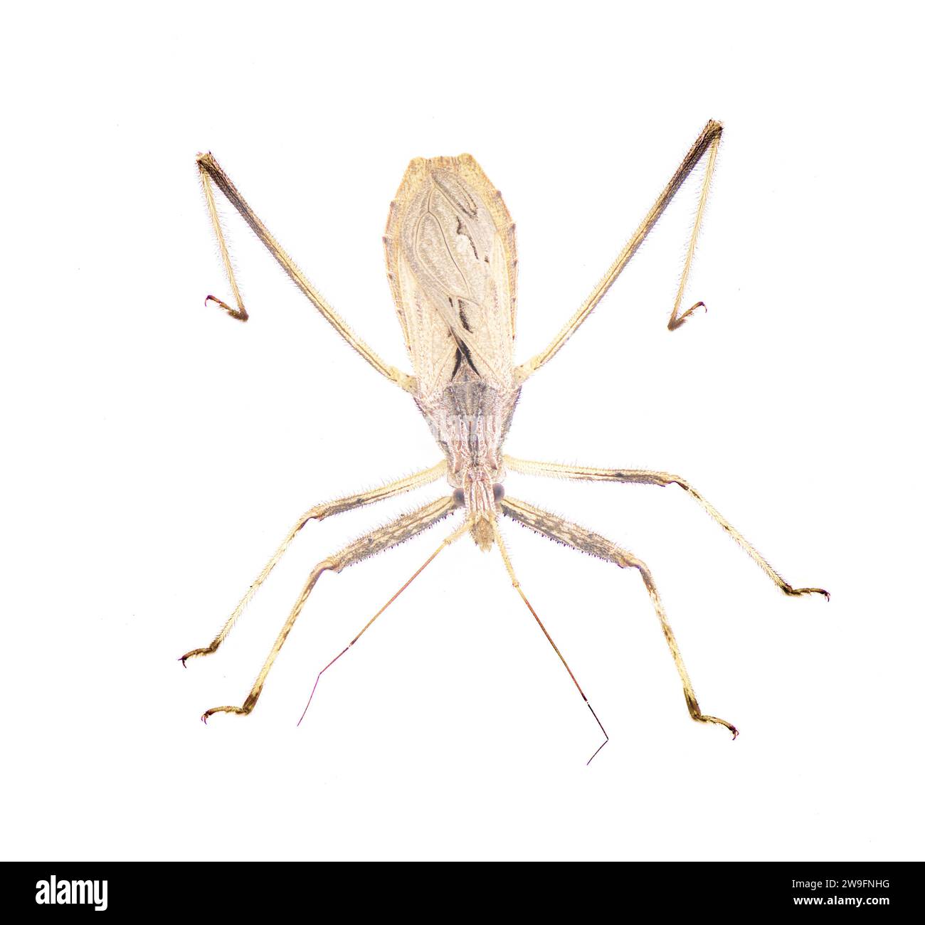 Stenopoda spinulosa is a flying assassin bug in the family Reduviidae ...