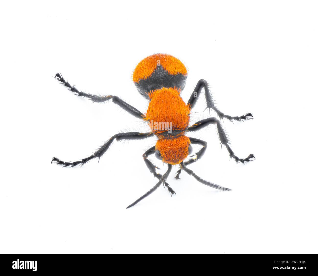 Female Dasymutilla occidentalis - red velvet, eastern velvet ant, cow ...
