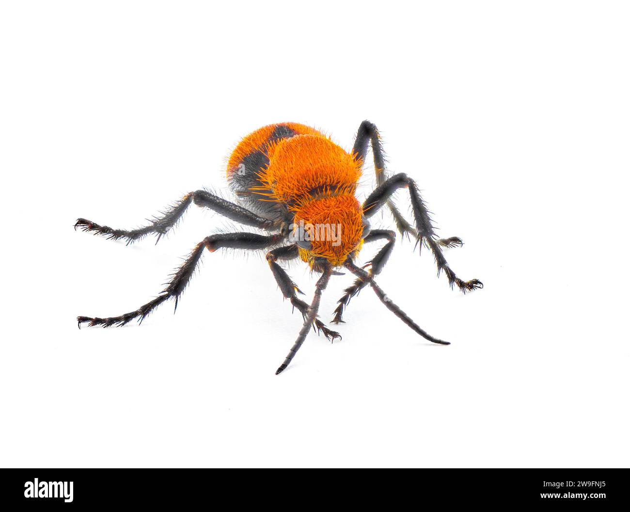 Female Dasymutilla occidentalis - red velvet ant, eastern velvet ant ...