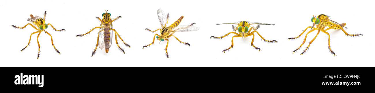 hanging thief robber fly or robberfly - Diogmites esuriens - isolated ...