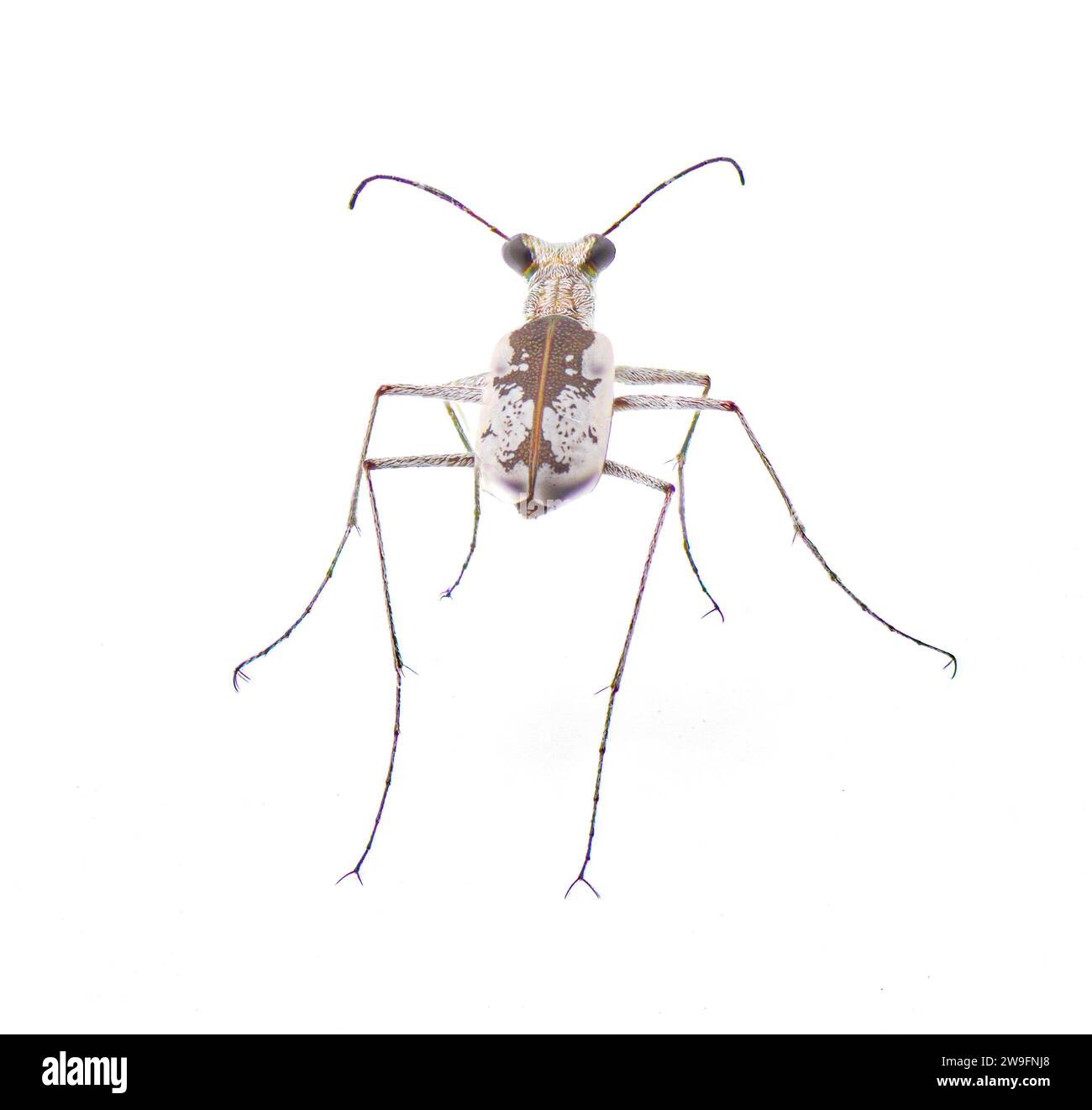 Ellipsoptera hirtilabris - Moustached Tiger Beetle - silver white grey ...
