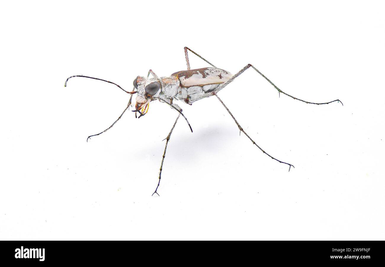Ellipsoptera hirtilabris - Moustached Tiger Beetle - silver white grey ...